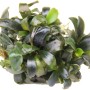 Dennerle Plants Aquariumpflanze Bucephalandra spec. Serimbu Brown In ...