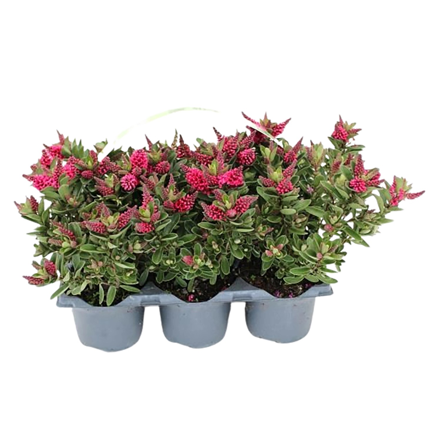Strauchveronika All Blooms® 6er Tray Topf-Ø ca. 9 cm Hebex andersonii ...