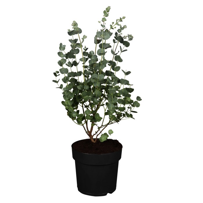 Wunderbar Eukalyptus Kaufen Obi Bild