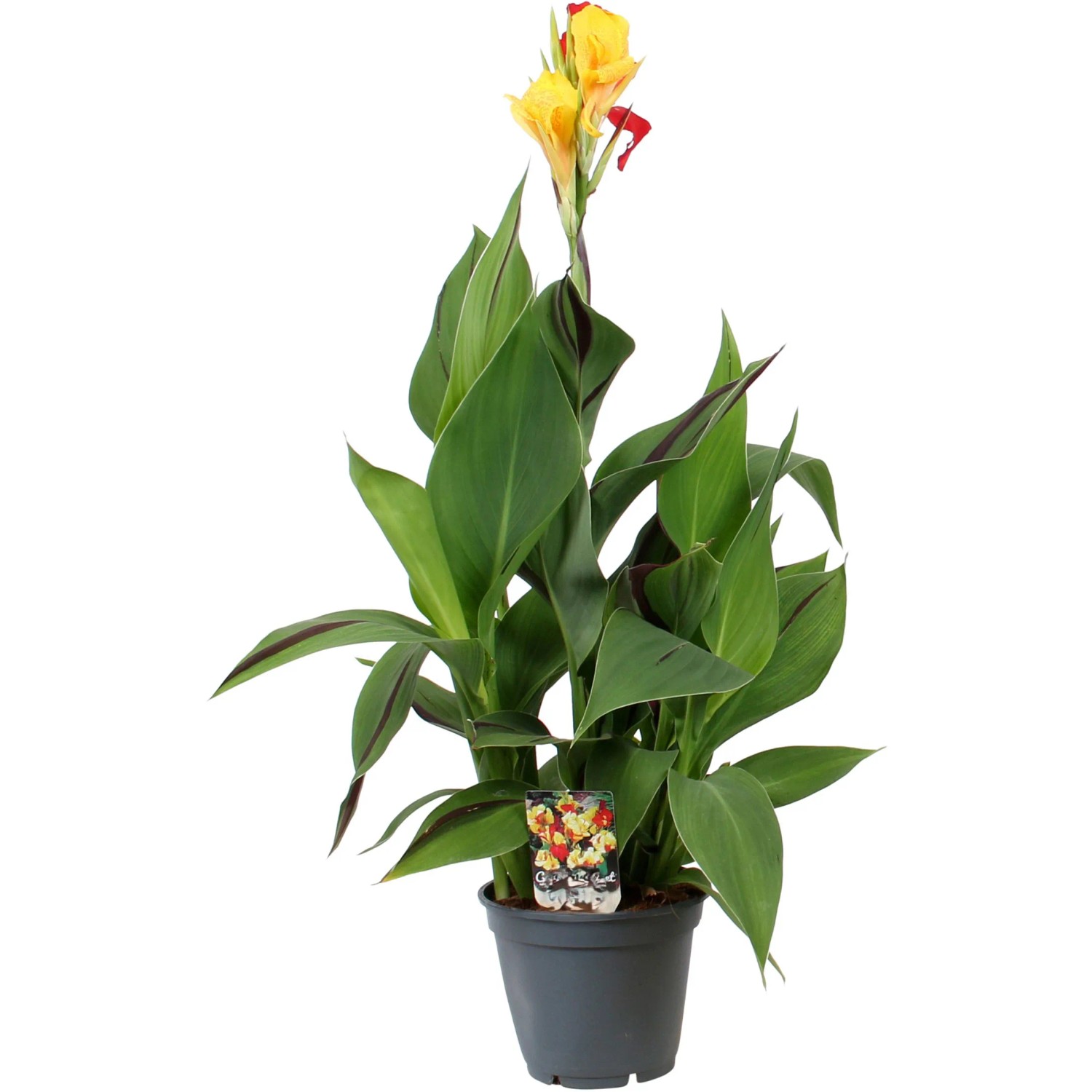 Indisches Blumenrohr Im Topf