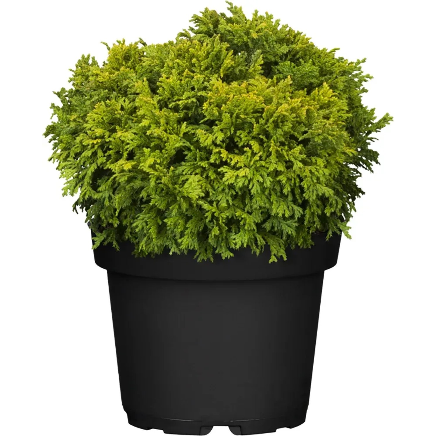 OBI Zwerg-Moos-Scheinzypresse "Plumosa Compressa" Höhe ca. 20 - 30 cm ...