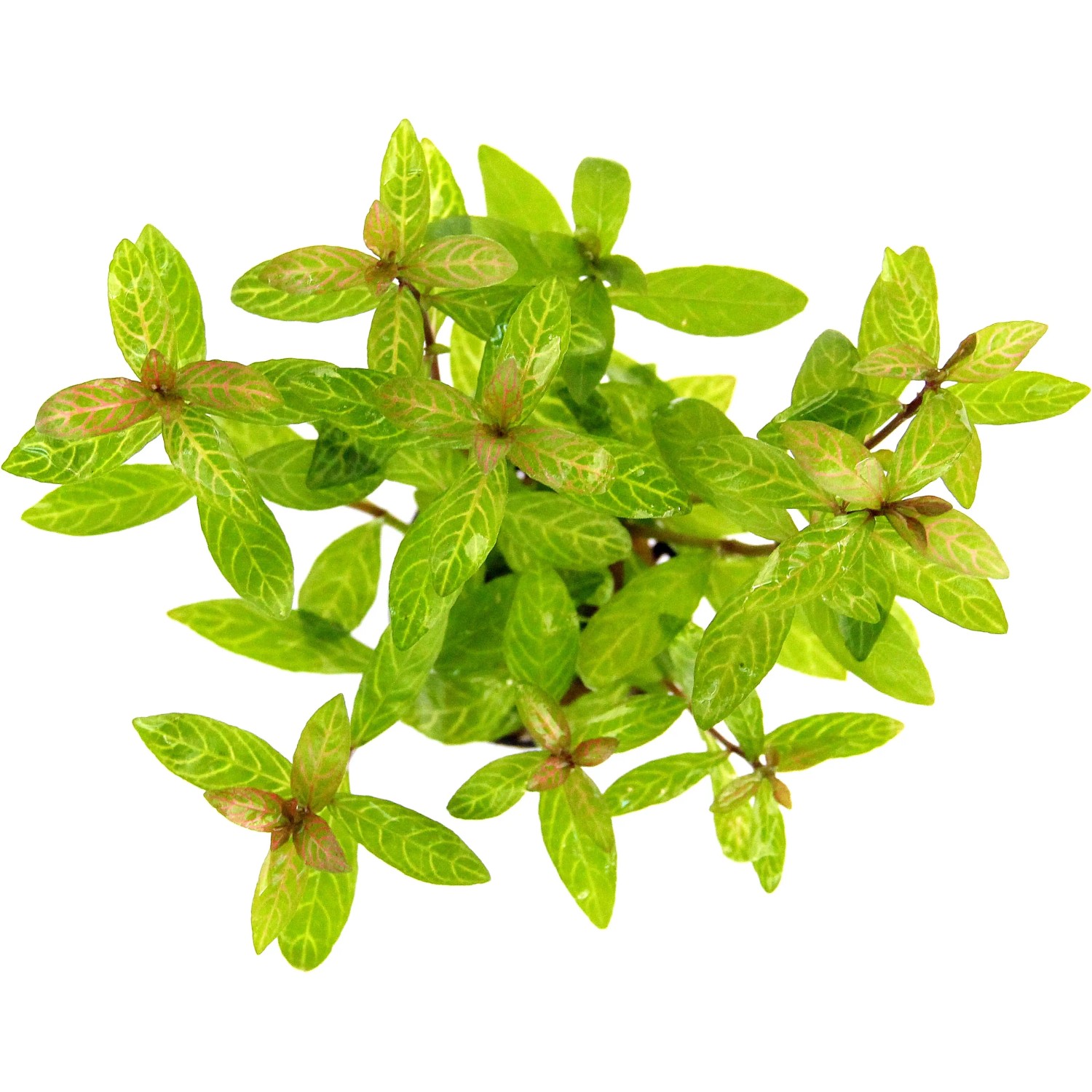 Dennerle Plants Aquariumpflanze Hygrophila Polysperma Sunset kaufen bei OBI