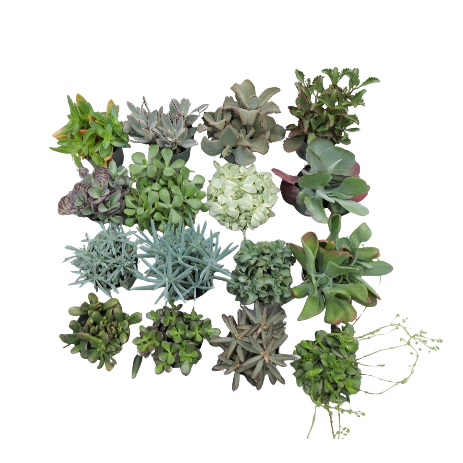 Western-Mix Sortenauswahl Topf-Ø ca. 14 cm Kalanchoe und Senecio kaufen ...