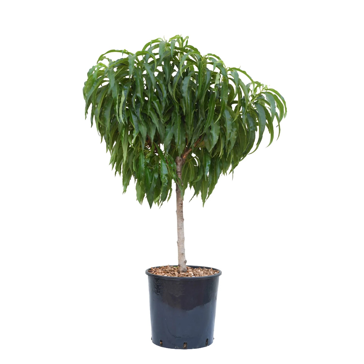 GROW by OBI Zwerg-Pfirsichbaum Ministamm Höhe ca. 60 cm Prunus persica ...