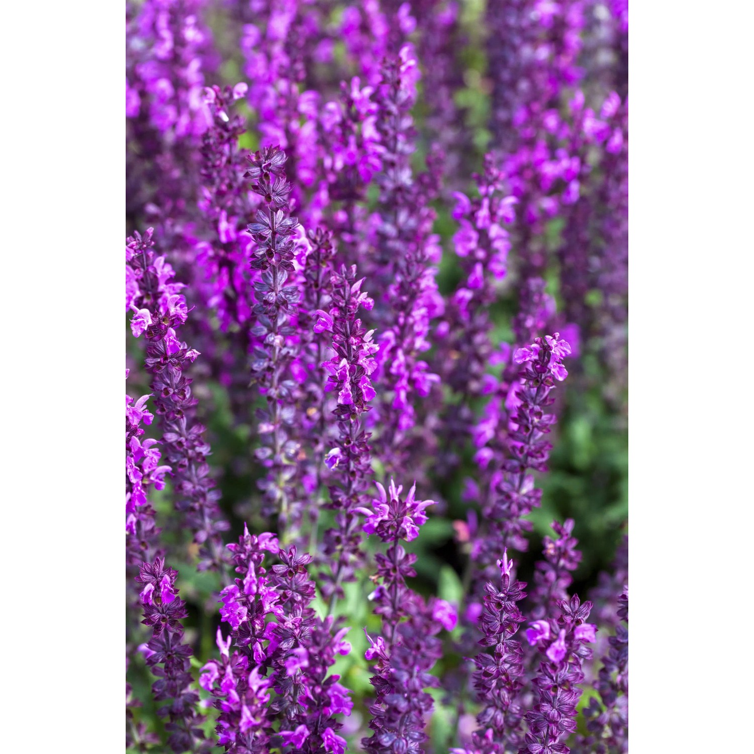 GROW by OBI Zier-Salbei "Marvel Roze" Topf-Ø ca. 13 cm Salvia ...