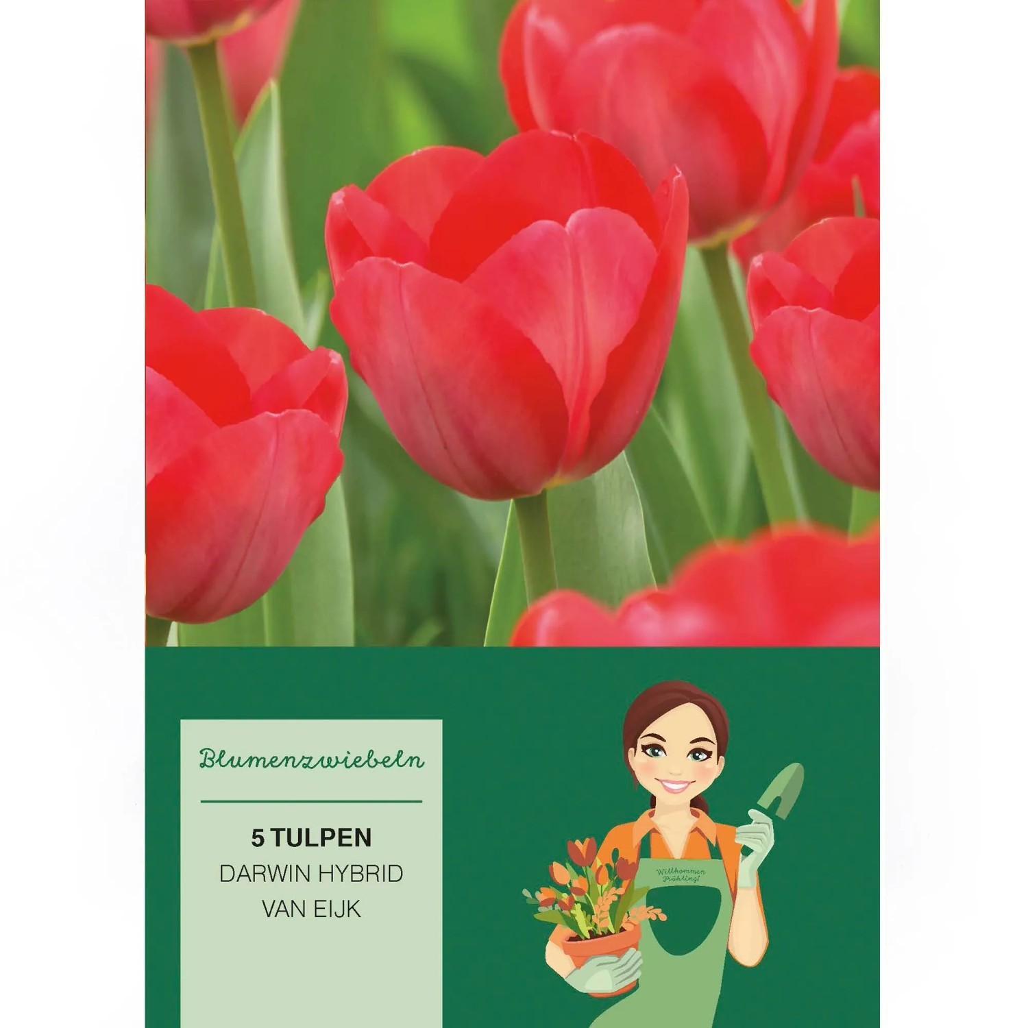 Tulpe Darwin Hybrid "Van Eijk" Mischung Rosa-Rot 5 Stück Tulipa kaufen ...
