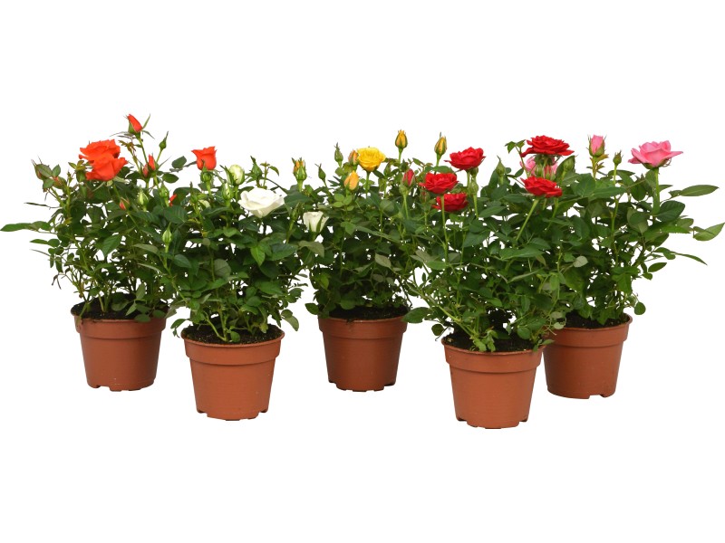 Rose "Amorosa Piccolo" verschiedene Farben Topf-Ø ca. 9 cm kaufen bei OBI