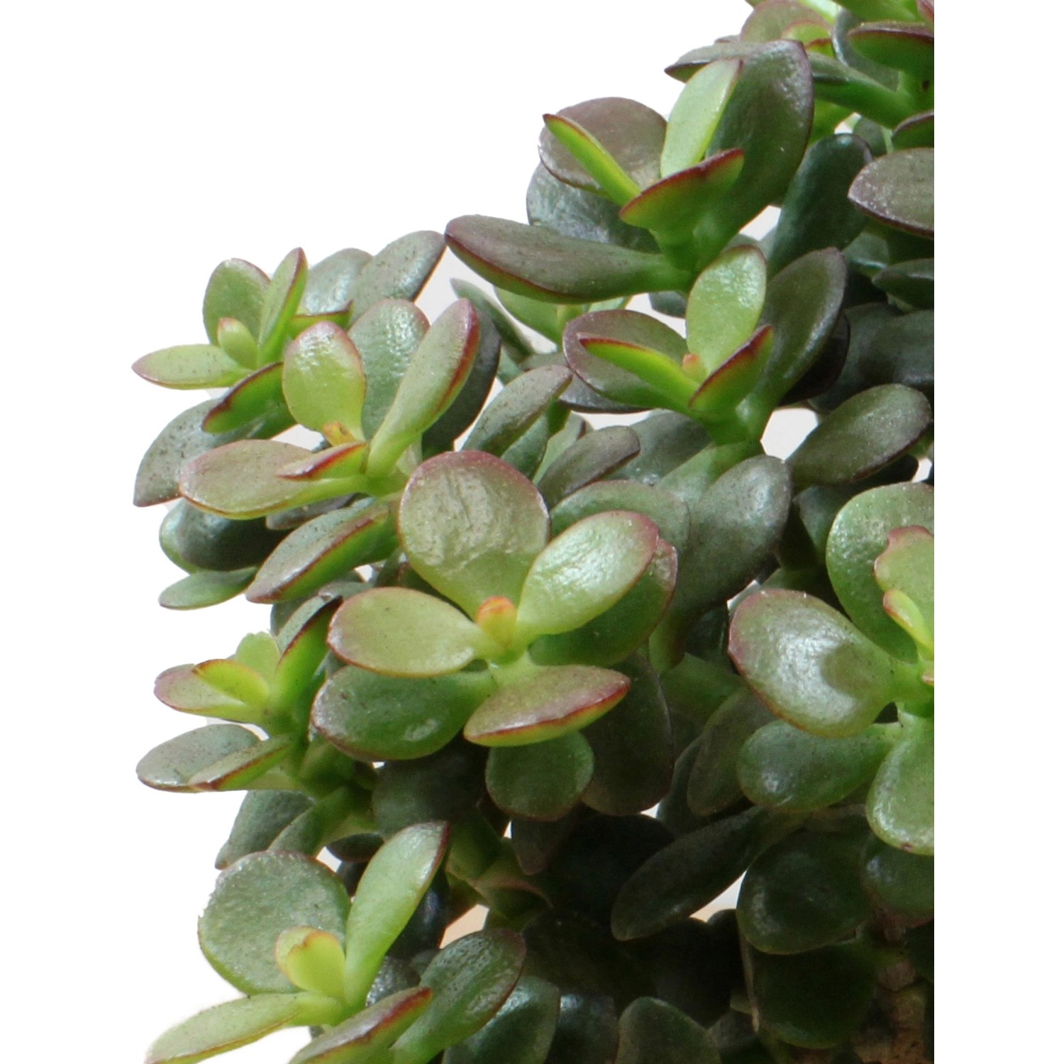 Dickblatt "Minor" Höhe ca. 20 cm Topf-Ø ca. 15 cm Crassula ovata kaufen ...