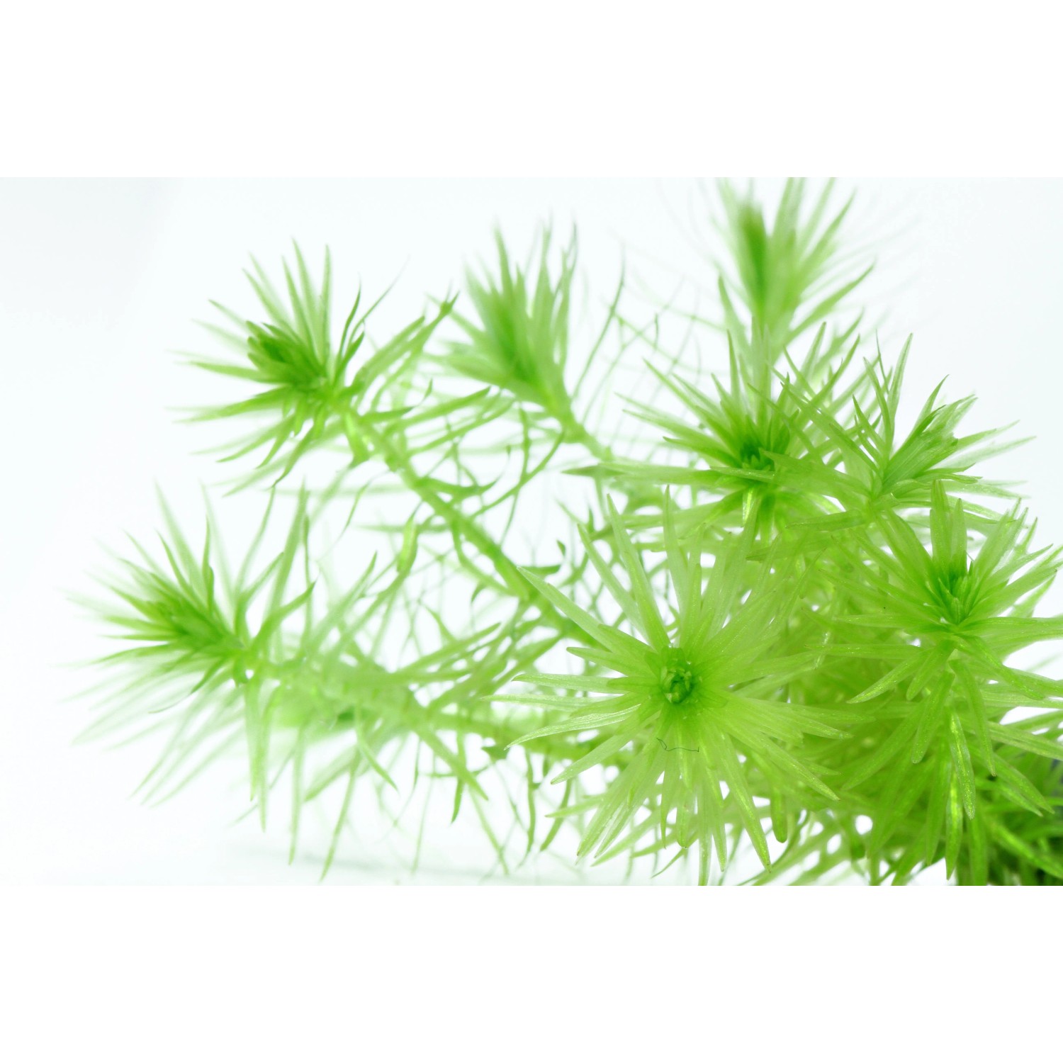 Dennerle Plants Aquariumpflanze Pogostemon Erectus kaufen bei OBI