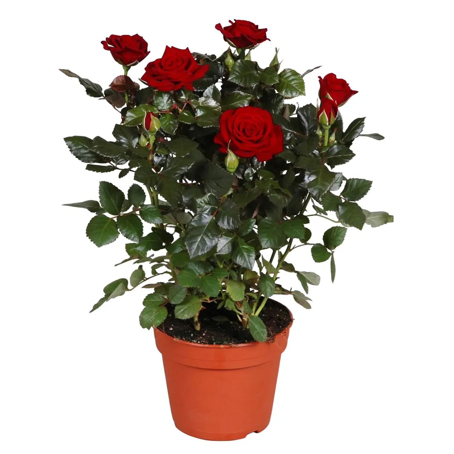 GROW by OBI Rose Rot Topf Ø ca. 13 cm Rosa kaufen bei OBI