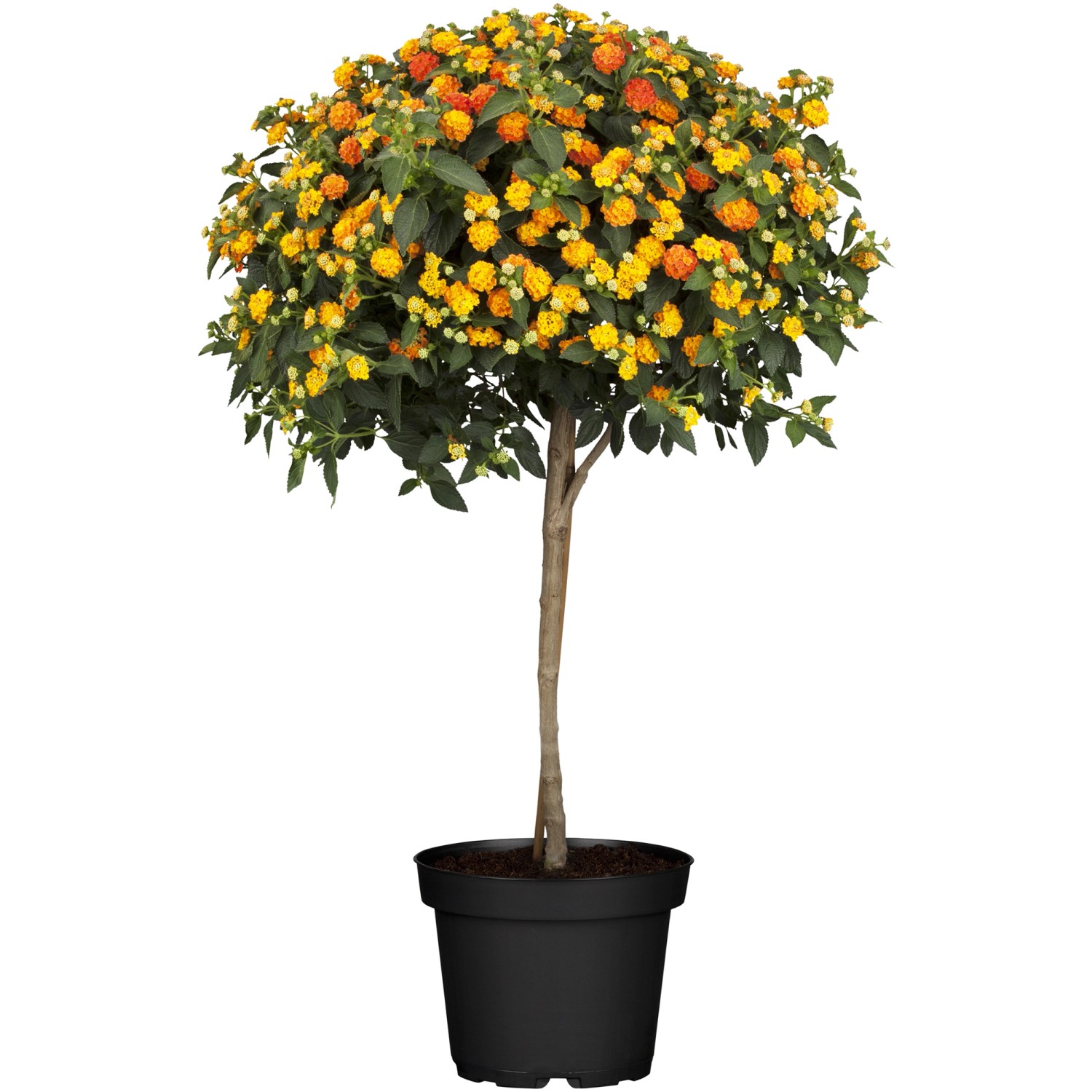 Wandelröschen Stamm Höhe ca. 120 - 140 cm Topf-Ø ca. 30 cm Lantana ...