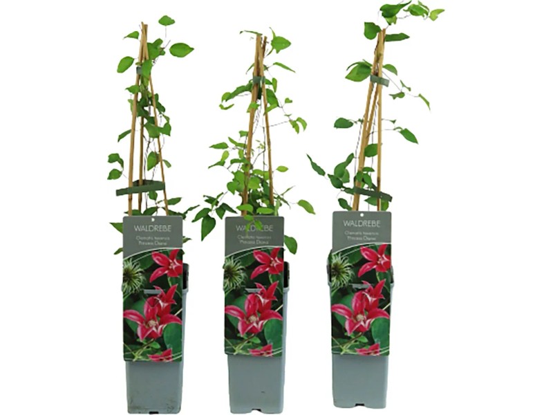 Texas-Waldrebe "Princess Diana" Höhe ca. 40-60 cm Topf ca. 2 l Clematis ...