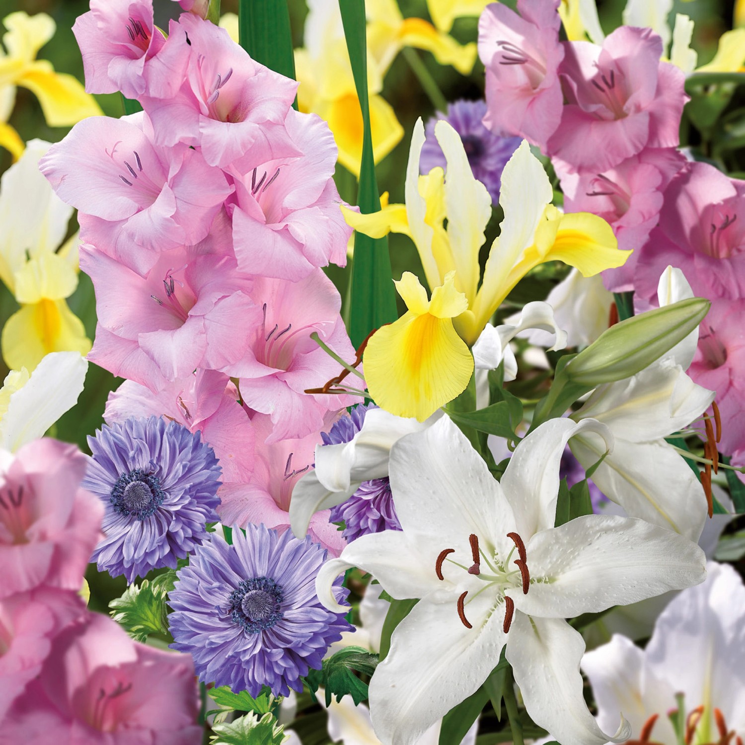 GROW by OBI Blumenstrauss-Kollektion Höhe ca. 25 cm - 100 cm kaufen bei OBI