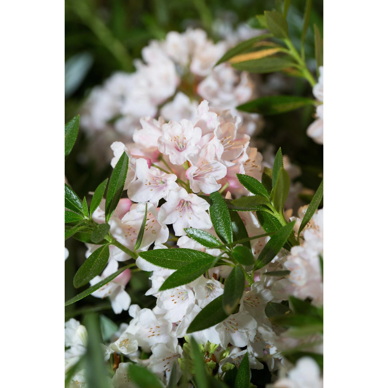 Zwerg-Rhododendron"Bloombux" Pink Höhe ca. 10 - 30 cm Topf ca. 5 l ...