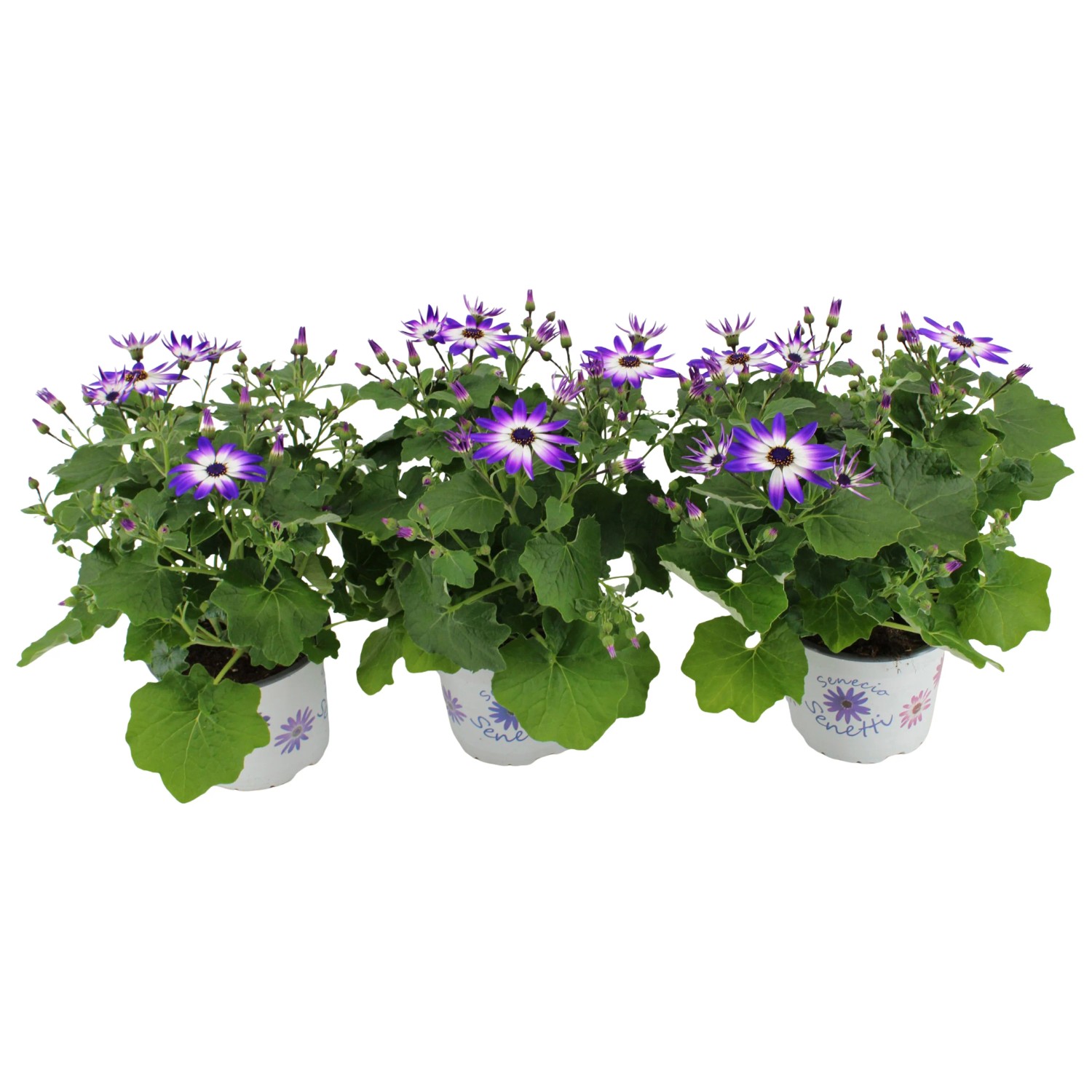 Greiskraut "Senetti Violet Bicolor" Topf-Ø ca. 15 cm Senecio cruentus ...