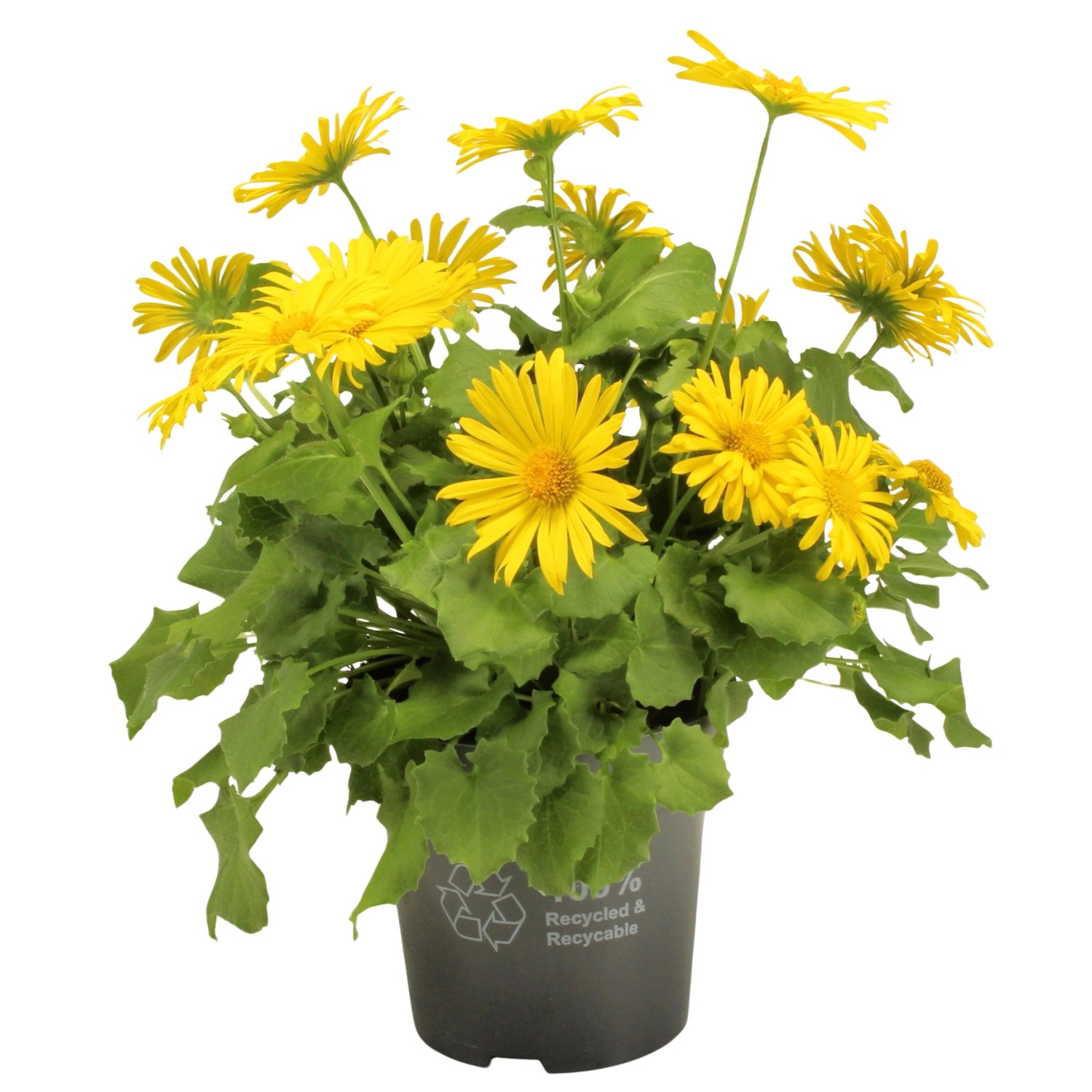 Gemswurz Topf-Ø ca. 12 cm Doronicum orientale kaufen bei OBI