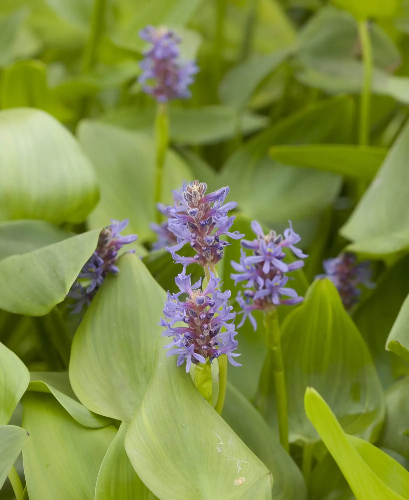 Hechtkraut Blau Topf-Ø ca. 9 cm Pontederia cordata kaufen bei OBI