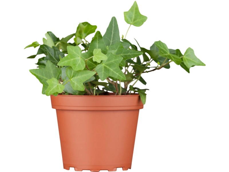 Efeu "Plattensee" Höhe ca. 5 - 10 cm Topf ca. 0,5 l Hedera kaufen bei OBI