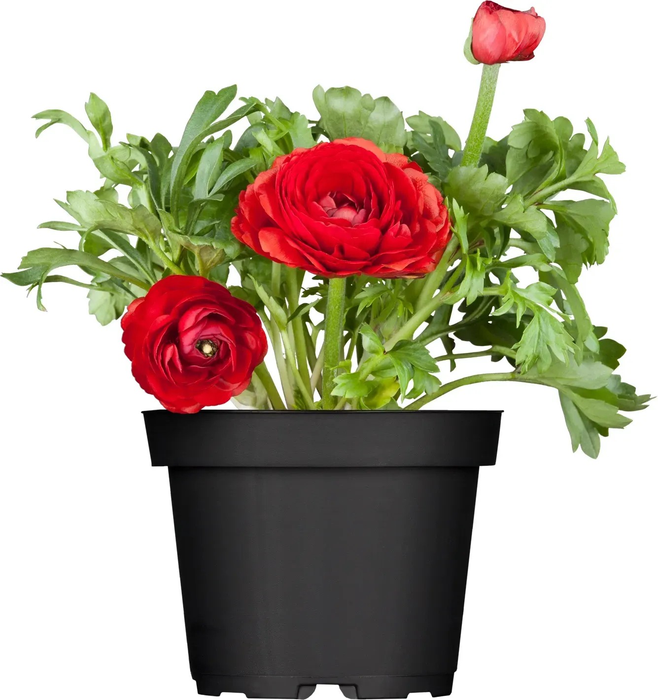 Ranunkel Rot Topf Ø ca. 11 cm Ranunculus asiaticus kaufen bei OBI