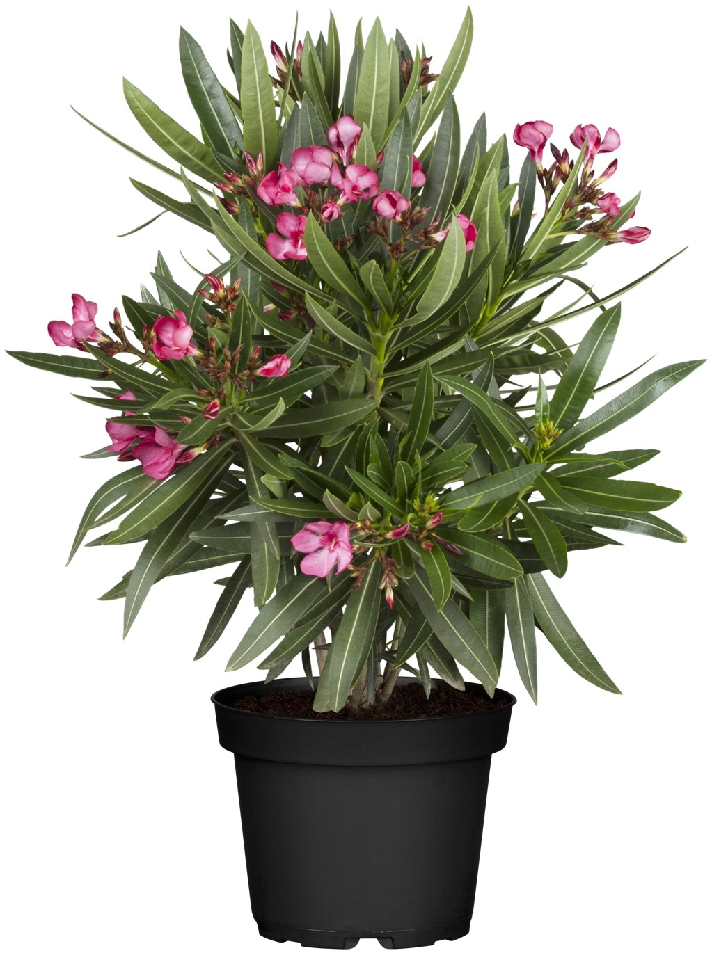 Oleander Stamm Höhe ca. 40 - 60 cm Topf-Ø ca. 26 cm Nerium oleander ...