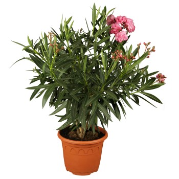 Oleander Kaufen Bei Obi 8660