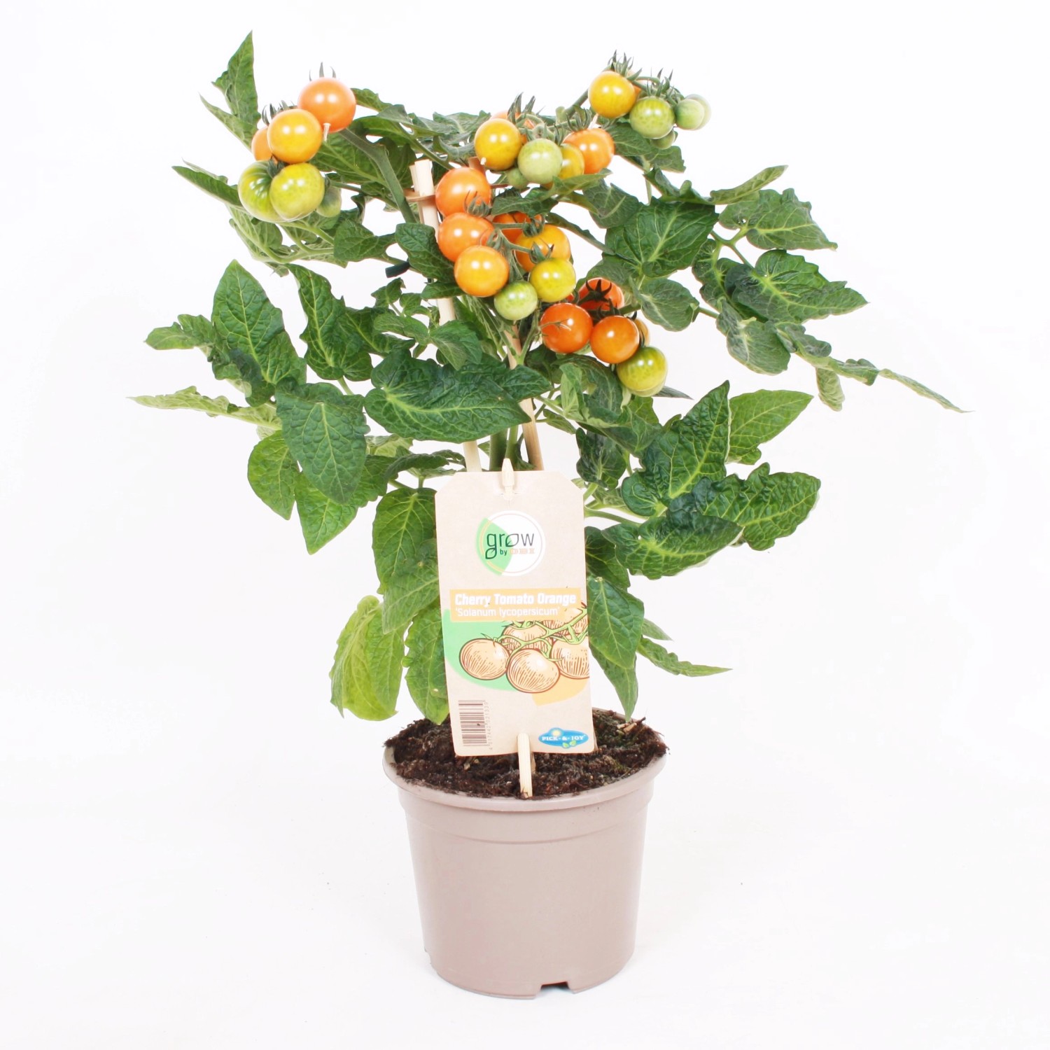 GROW by OBI Rispen-Tomate Orange Topf-Ø ca. 14 cm Solanum lycopersicum ...