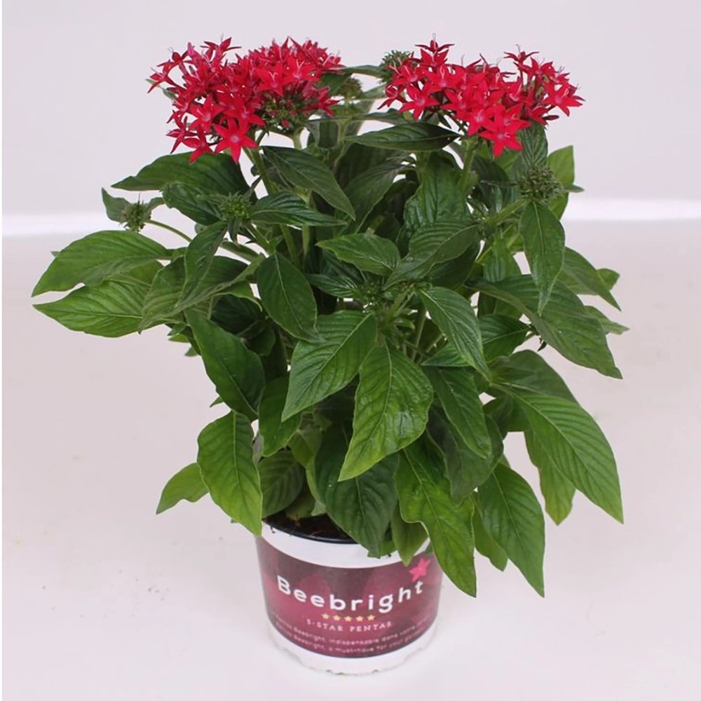 GROW by OBI Fünfzahlstrauch ''BeeBright Red'' Höhe 30 cm cm Pentas ...