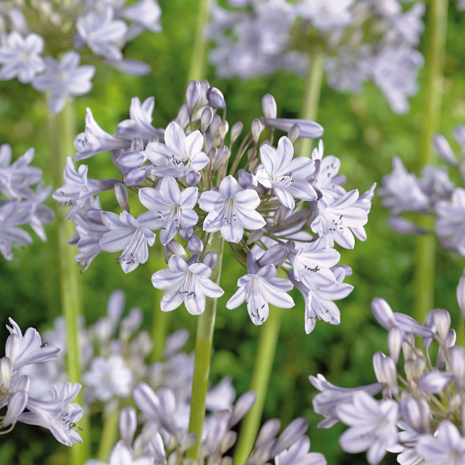 GROW by OBI Agapanthus africanus Silver Arrow kaufen bei OBI
