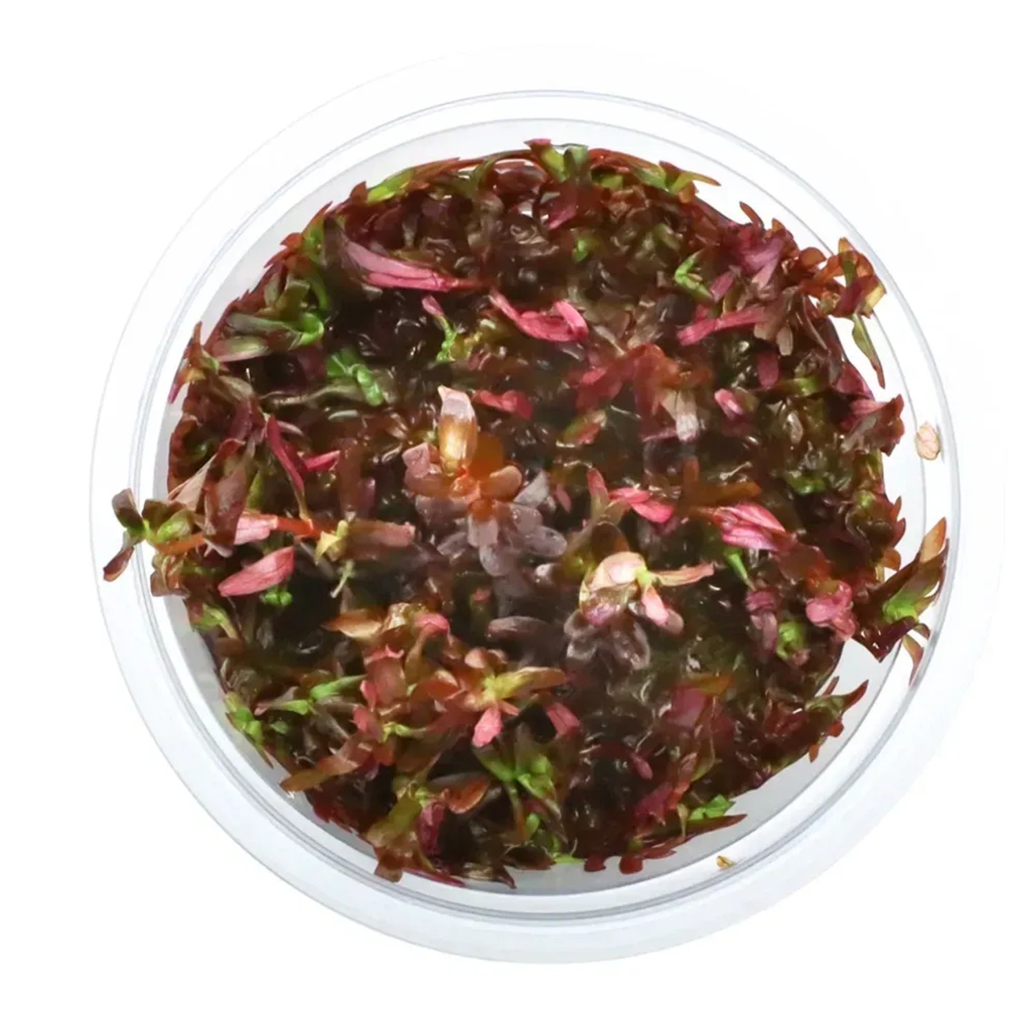 Dennerle Plants Aquariumpflanze "Blood Red" In-Vitro Rotala ...