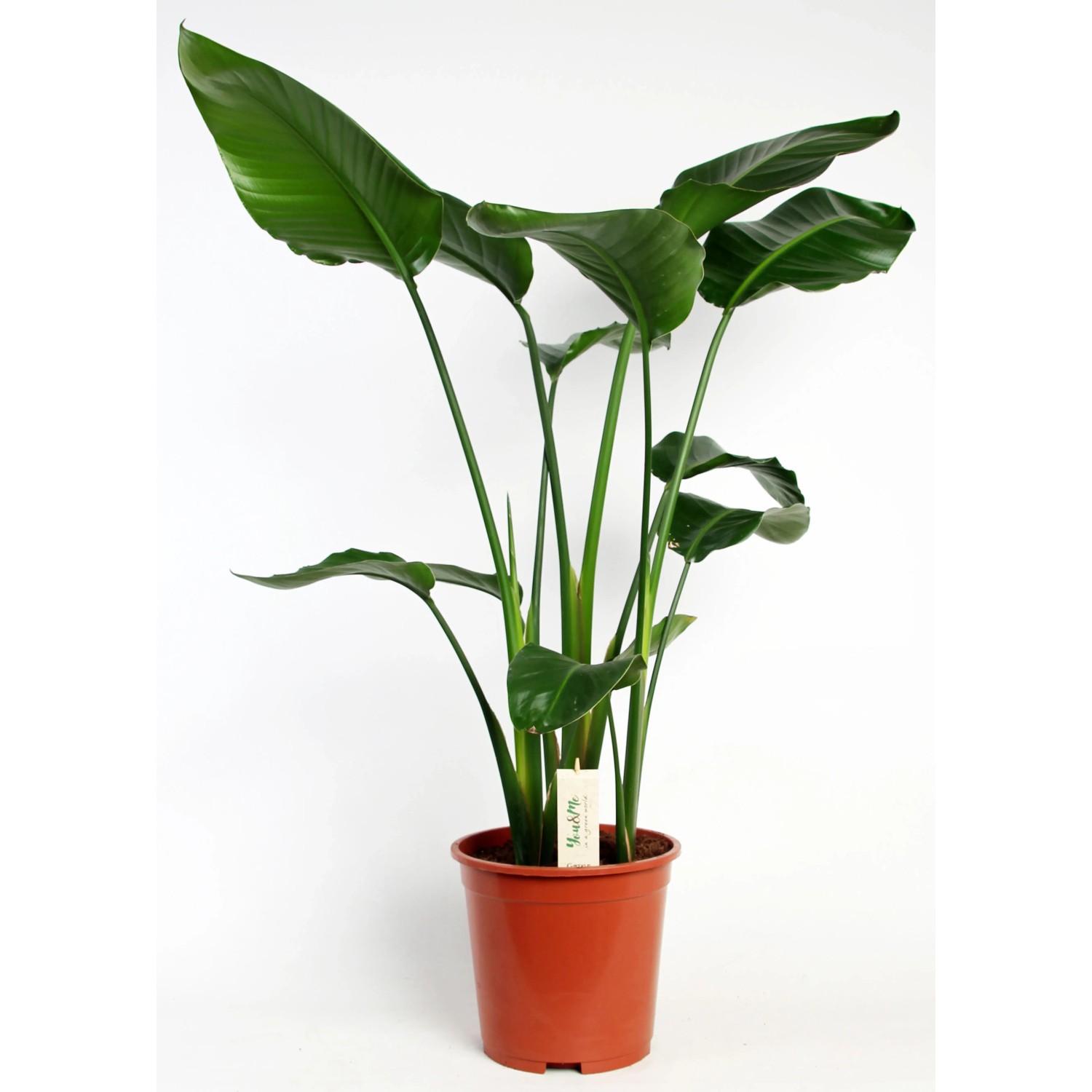 Strelitzie Höhe ca. 90-100 cm Topf-Ø ca. 19 cm Strelitzia nicolai ...