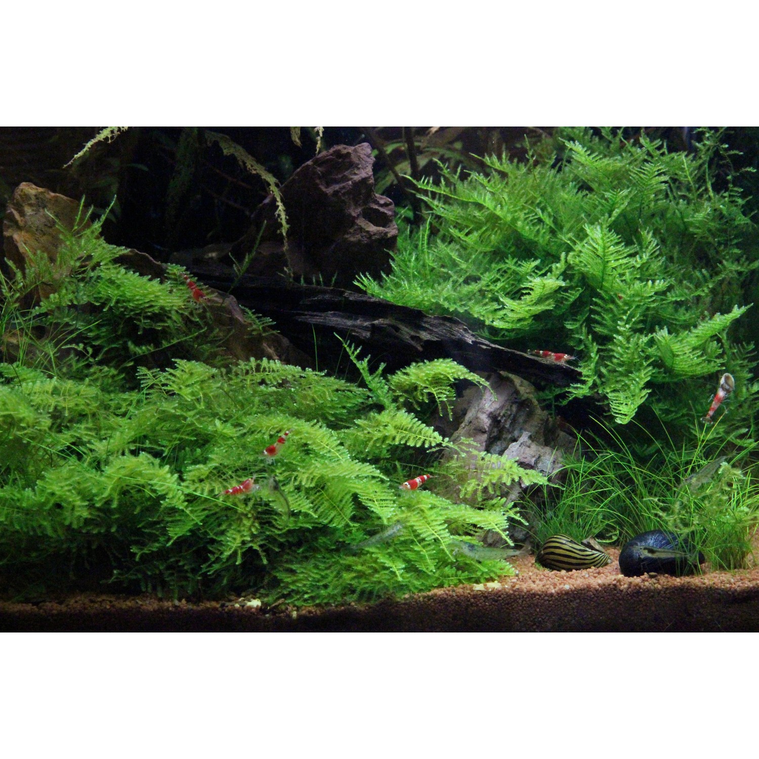 Dennerle Plants Aquariumpflanze Vesicularia Montagnei In-Vitro kaufen ...