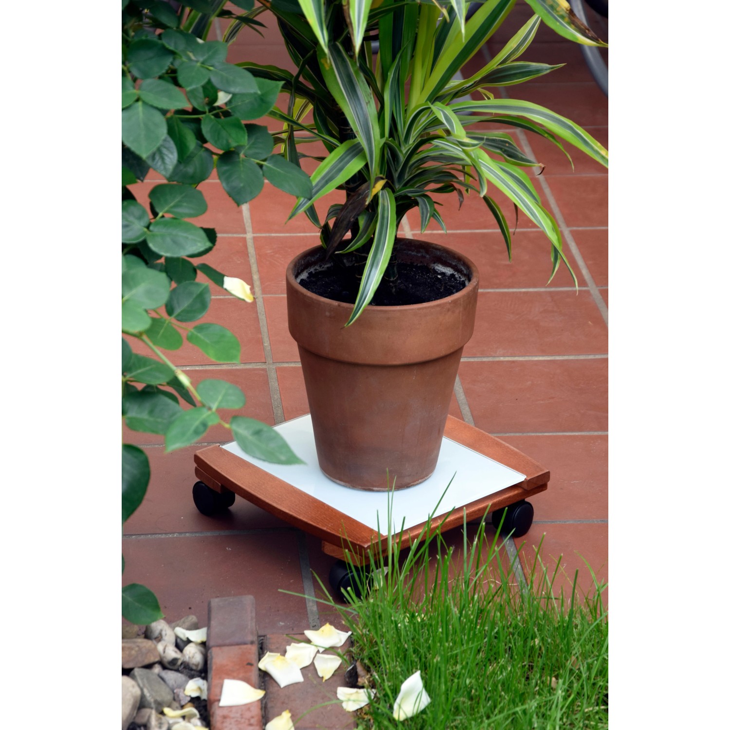 Dobar Pflanzenroller Holz und Glas eckig 33 cm x 32 cm kaufen bei OBI
