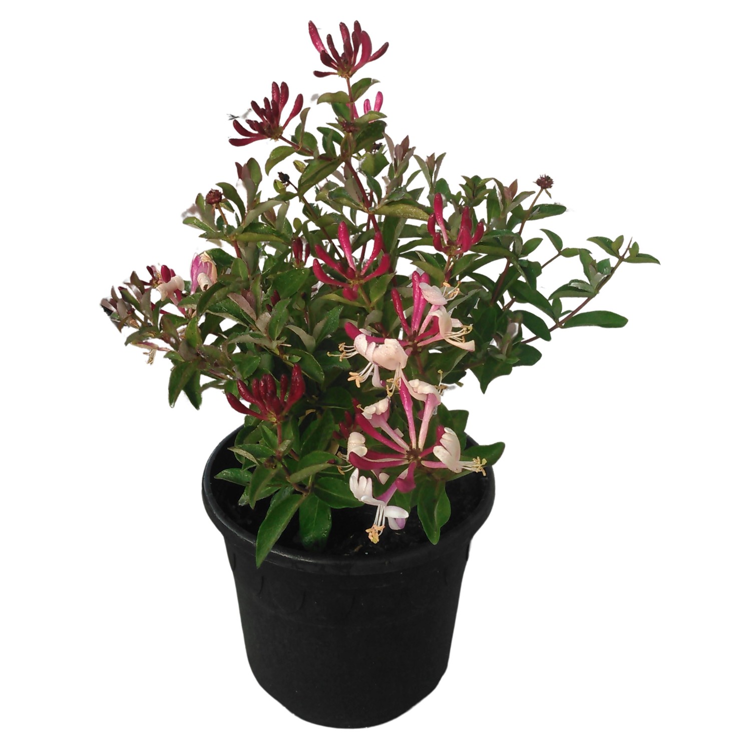 Wald-Geißschlinge "Chick & Chock" Gelb-Rot Höhe ca. 60 cm Topf-Ø ca. 13 ...