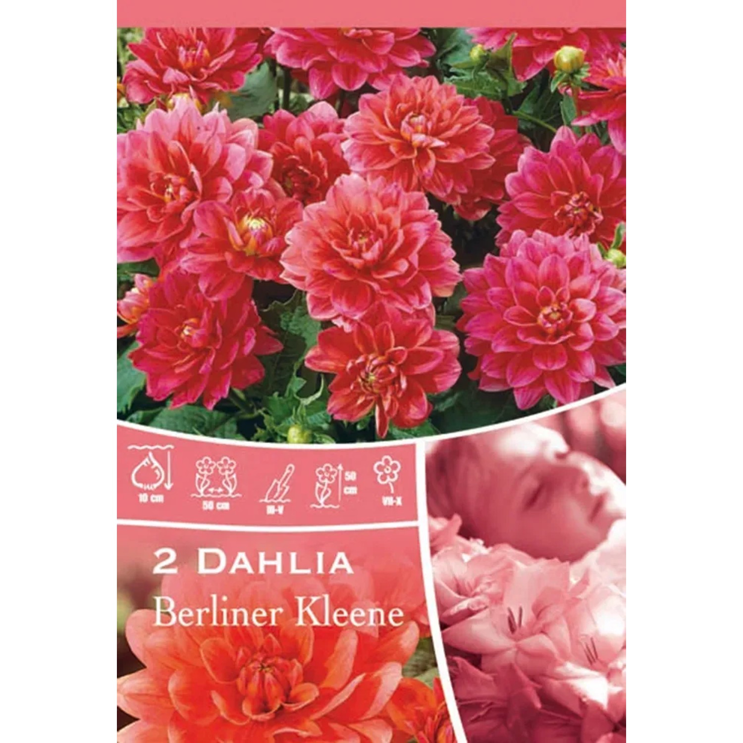Dahlien "Berliner Kleene" Rosa kaufen bei OBI
