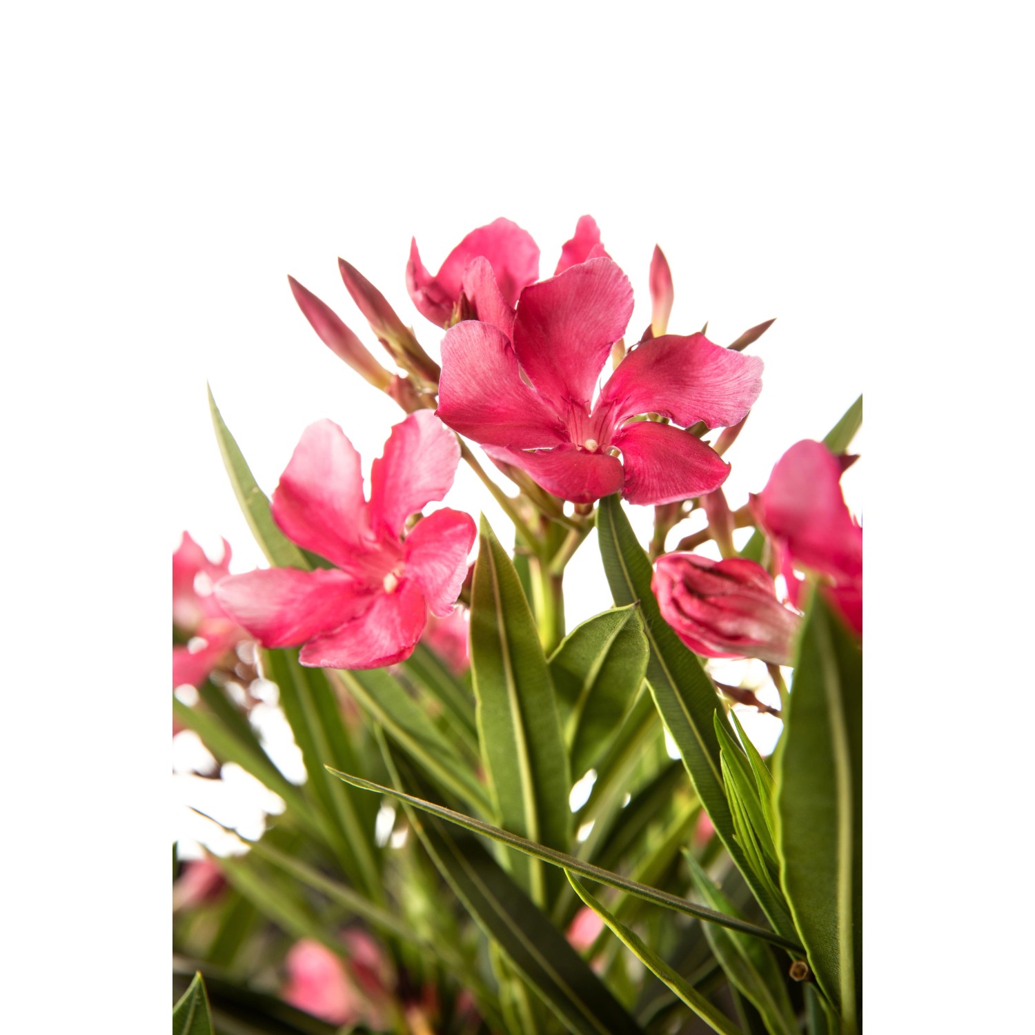 Oleander Multicolor Höhe ca. 50 cm Topf-Ø ca. 15 cm Nerium oleander ...