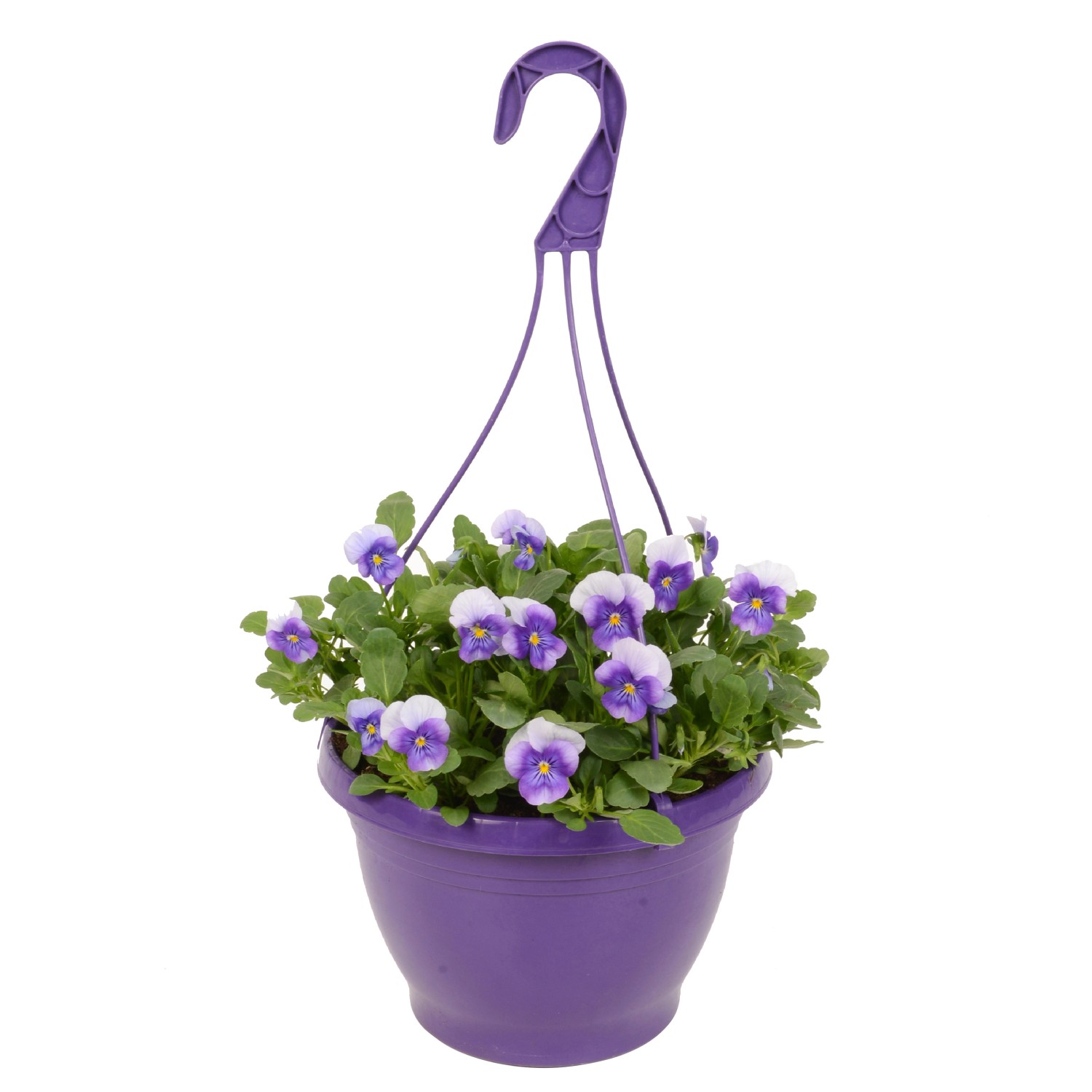 Horn-Veilchen "Endurio" Ampel Topf-Ø ca. 23 cm Viola cornuta kaufen bei OBI