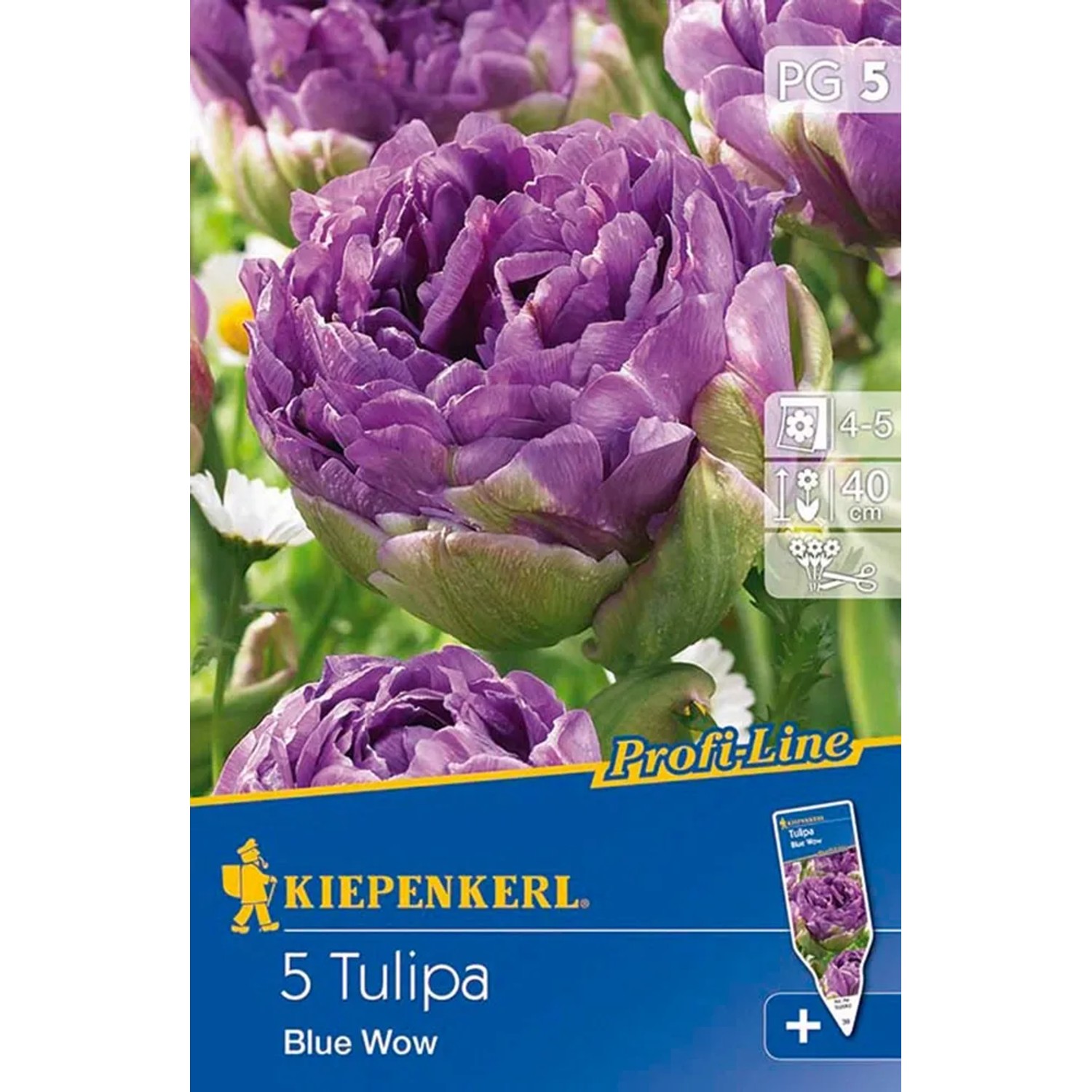 Kiepenkerl Tulpen Profi-Line "Blue Wow" Lilablau kaufen bei OBI