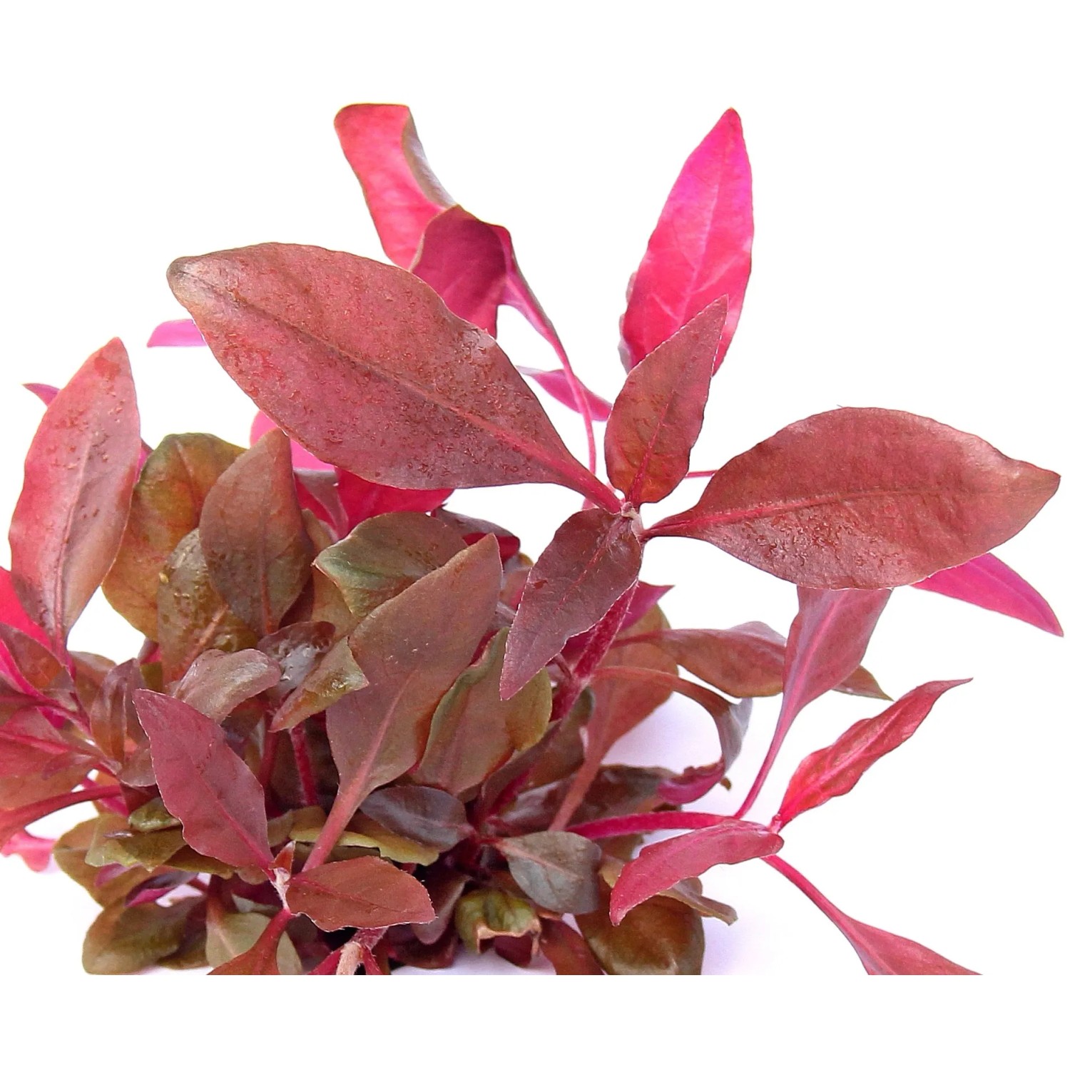 Dennerle Plants Aquariumpflanze Alternanthera Reineckii Lila In-Vitro ...