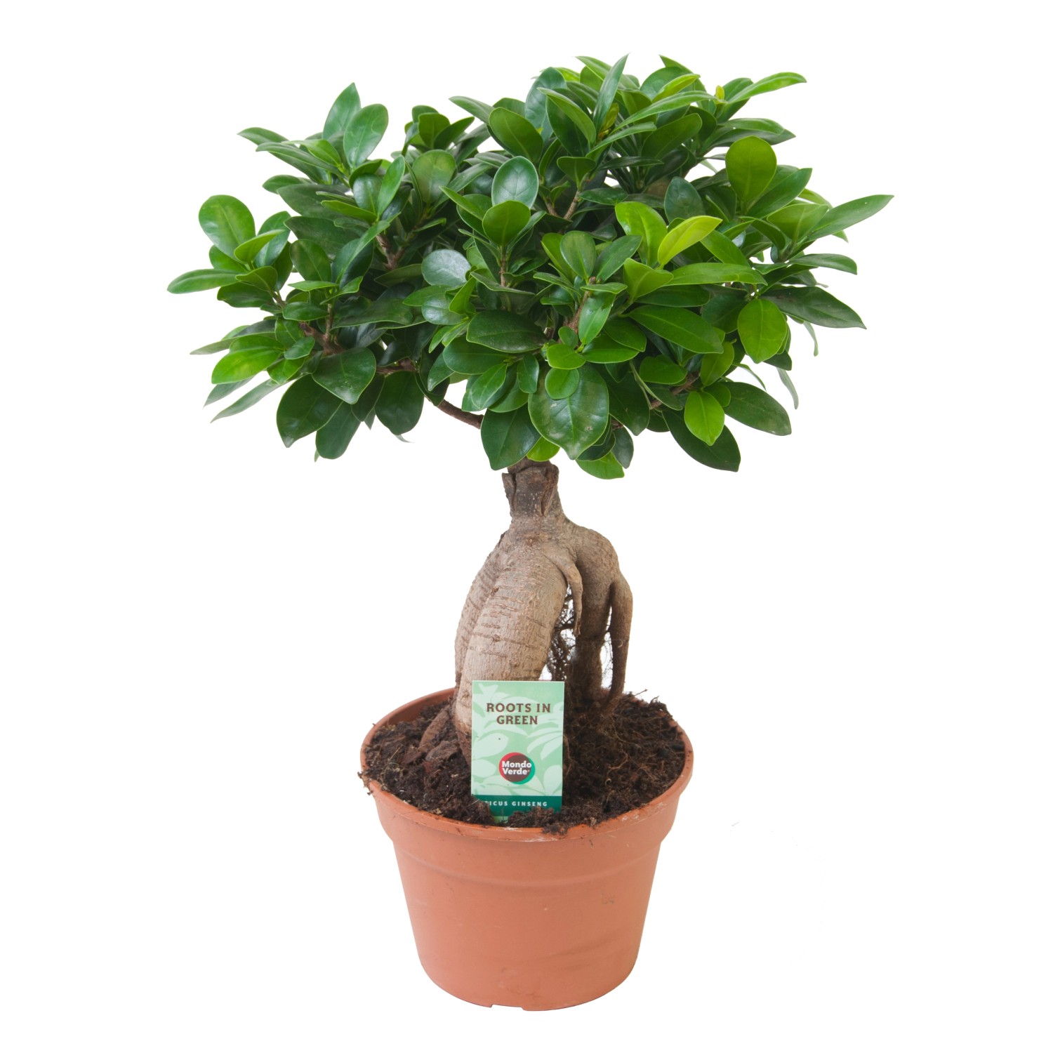 Ficus "Ginseng" Höhe ca. 40 - 45 cm Topf-Ø ca. 17 cm Ficus microcarpa ...