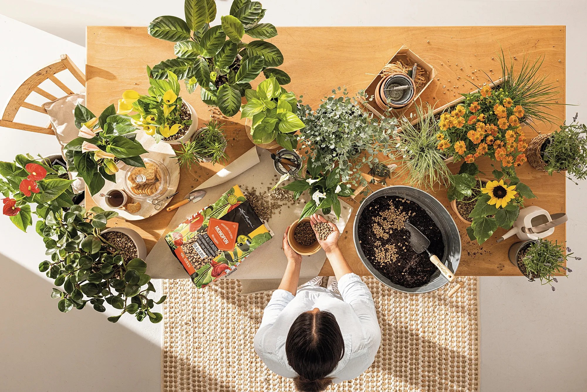 Lechuza Pflanzsubstrat Mono Pon 12 l Neutral kaufen bei OBI