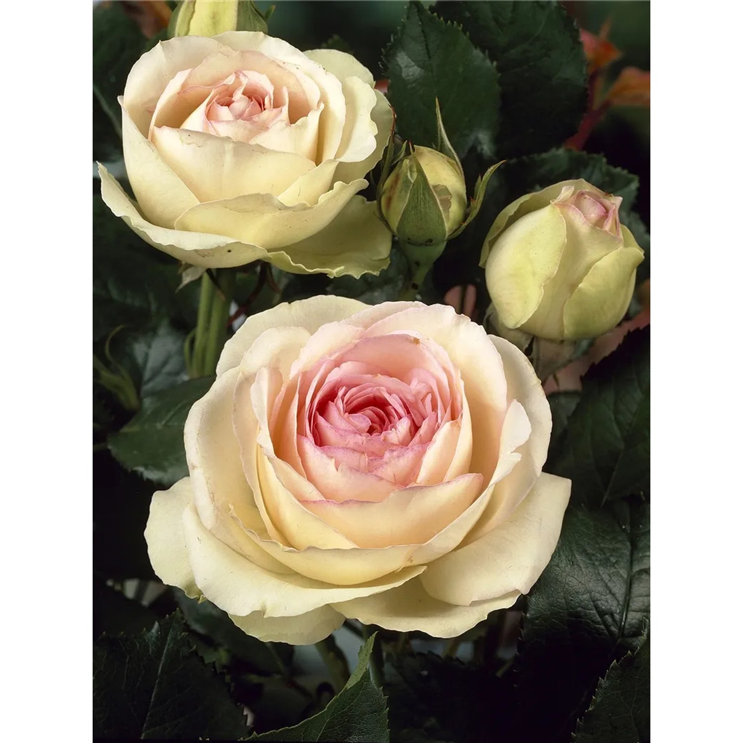 Kletterrosen "Eden Rose '85" Höhe ca. 60 - 80 cm Topf-Ø ca. 12 l kaufen ...