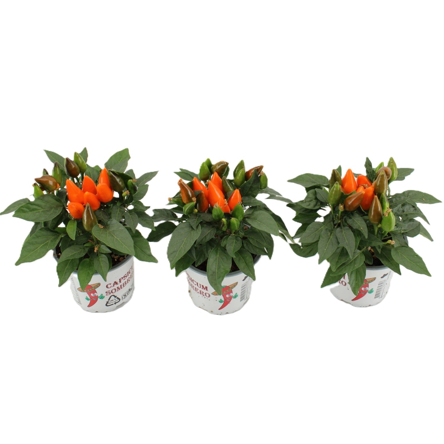 Zierpaprika "Sombrero" Farbenauswahl Höhe 25 cm Topf-Ø 10,5 cm Capsicum ...