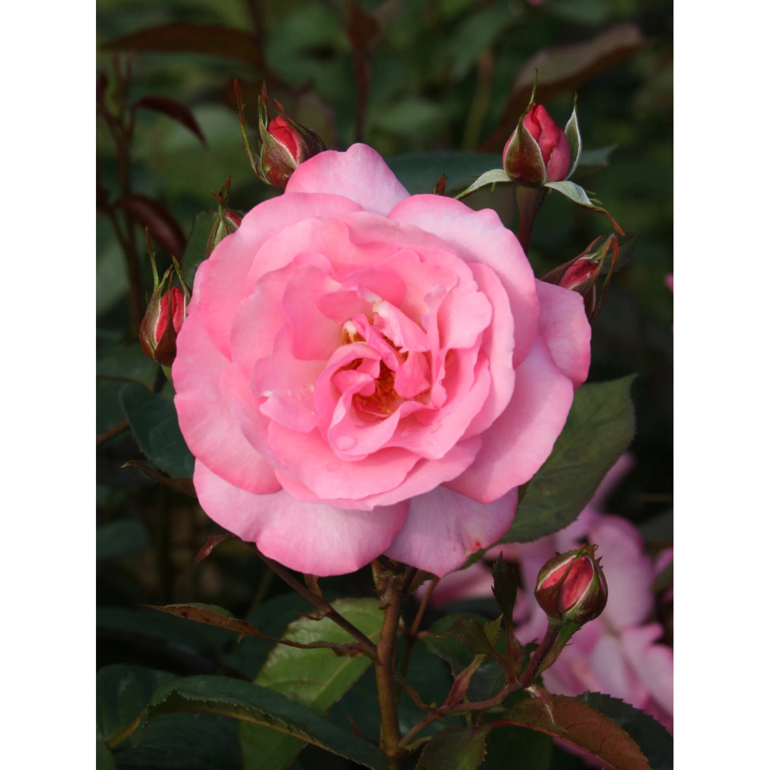 Kordes Edelrose "Eliza" Rosa Höhe ca. 50 - 60 cm Topf ca. 5 l kaufen ...