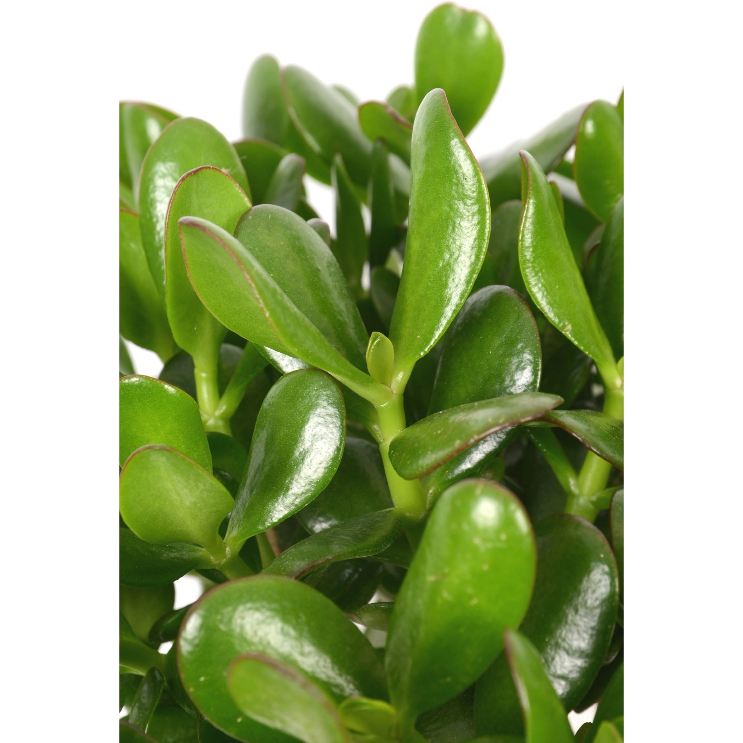 Dickblatt Höhe ca. 20 cm Topf-Ø ca. 15 cm Crassula ovata kaufen bei OBI